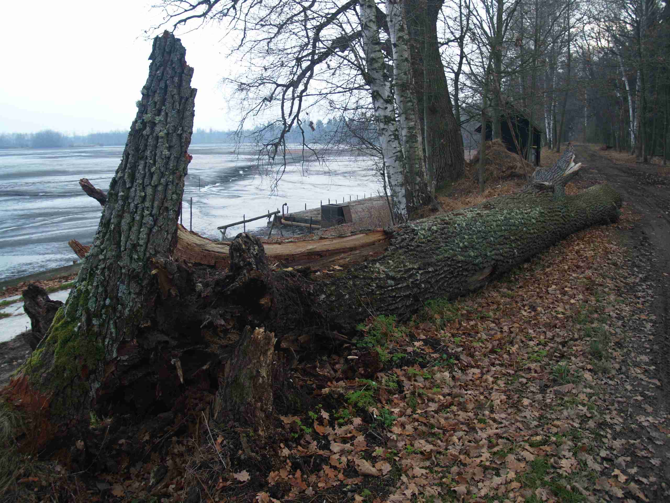Humelský – nejsilnější dub – Stromy Třeboňska